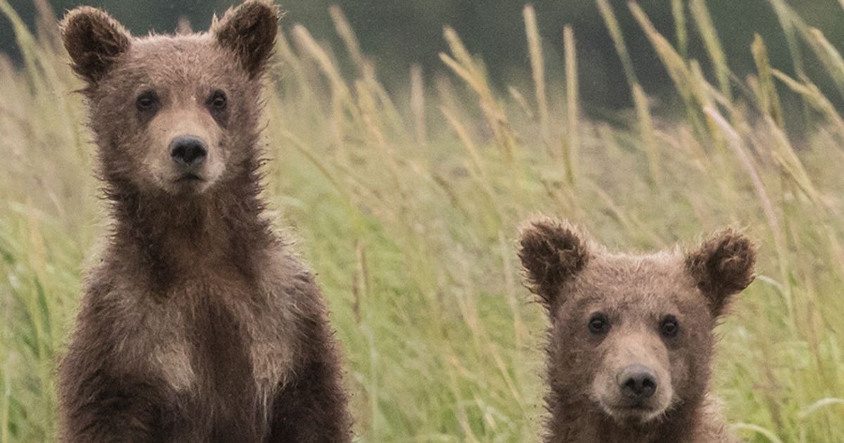 Tips for Bear Safety on a Backpacking Trip - 10Adventures