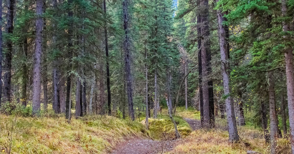 Rundle Riverside Trail - A Banff to Canmore Hiker’s Guide