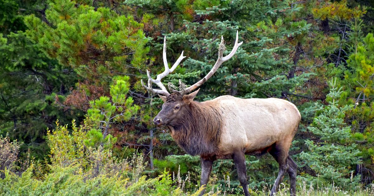 Wapiti Trail - Kid-Friendly hike from Jasper’s Campground