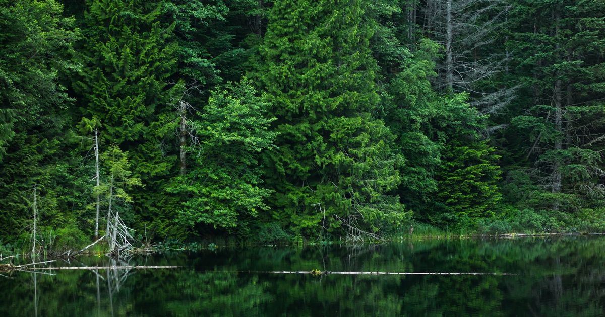Brohm Lake Interpretive Forest Loop | Squamish, BC