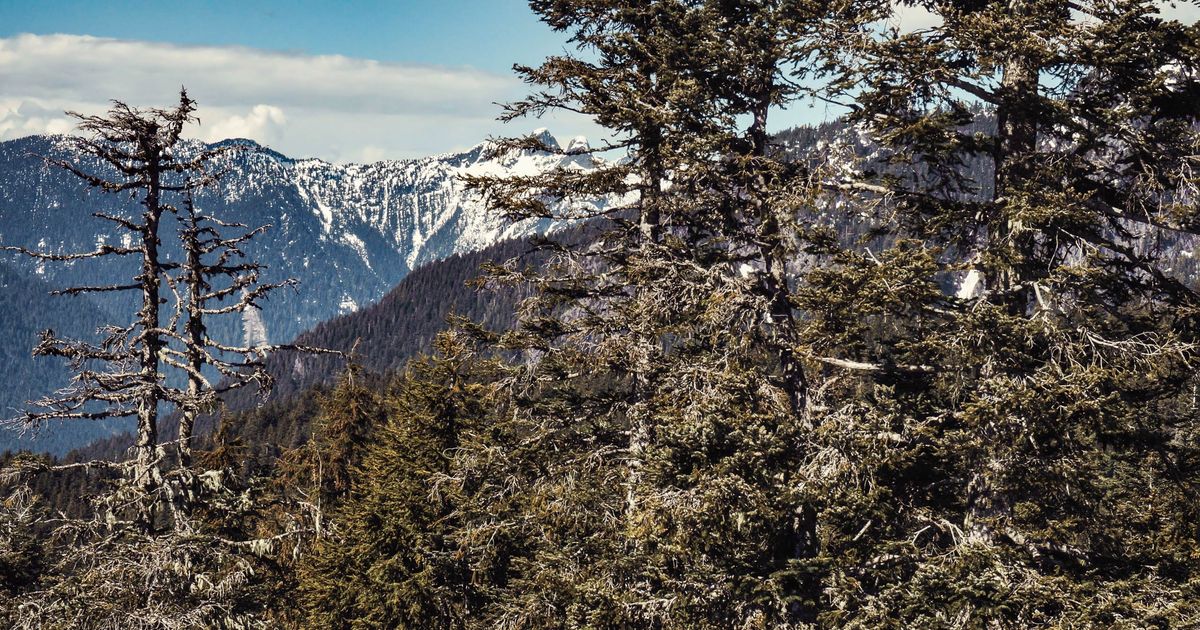 The BCMC Trail - An Alternative to the Grouse Grind - BC