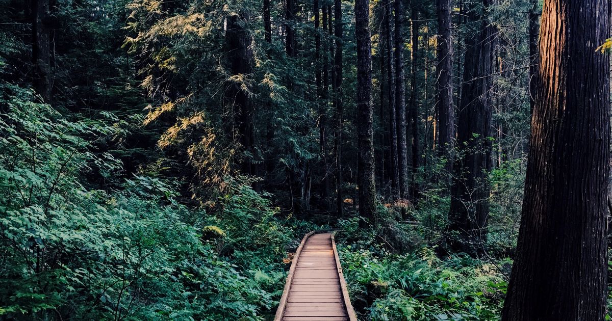 Whyte Lake Hike: Rainforest Hike in West Vancouver, BC