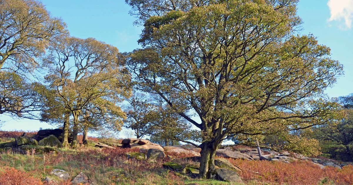 Longshaw Estate Walk - Explore Charming Woods and Moorland