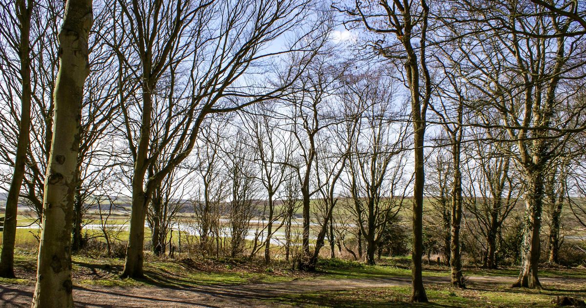 A Guide to the Friston Forest Walk in East Sussex, England