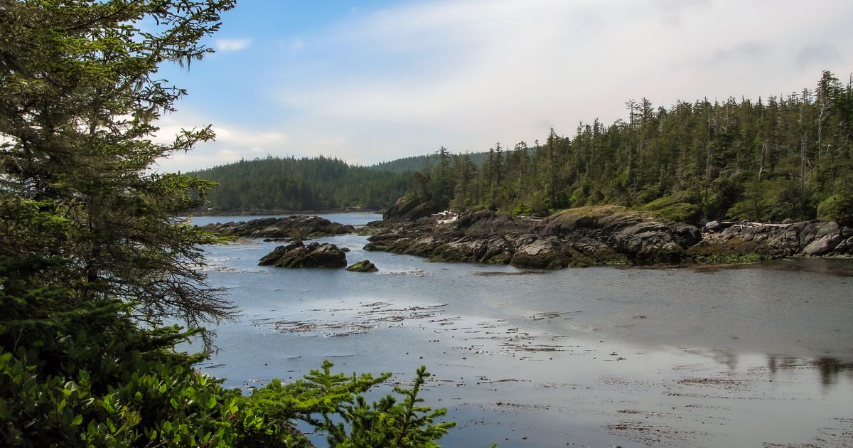 Fort Rupert Trail | Rainforest Hiking near Port Hardy, BC