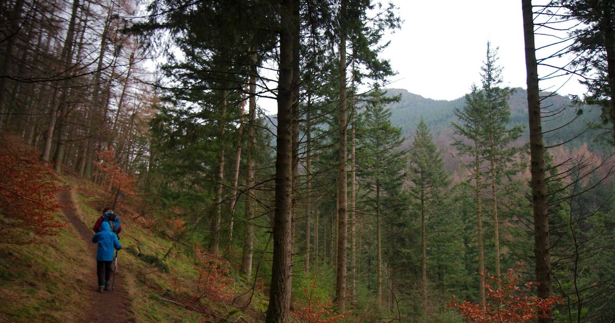 A Guide to the Dodd Wood Short Circular | Lake District