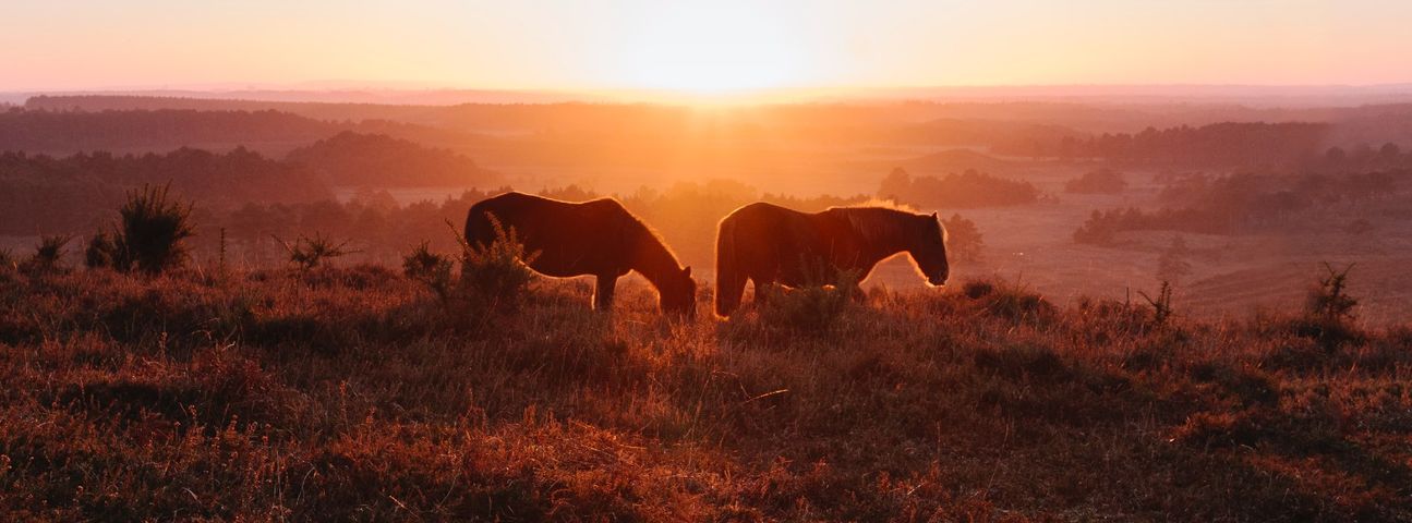 Find The Greatest Walks in New Forest National Park - UK