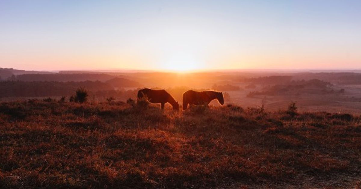 Find The Greatest Walks in New Forest National Park - UK