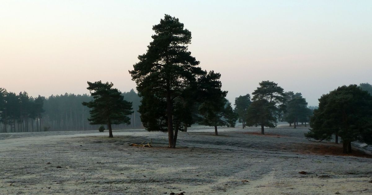 Deerleap Enclosure Circular Walk | New Forest Family Fun