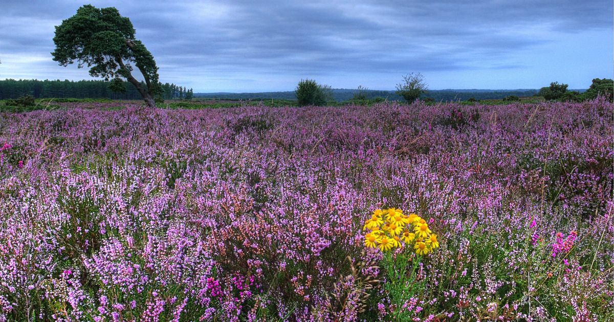 A Guide to the New Forest’s Wilverley Inclosure Circuit