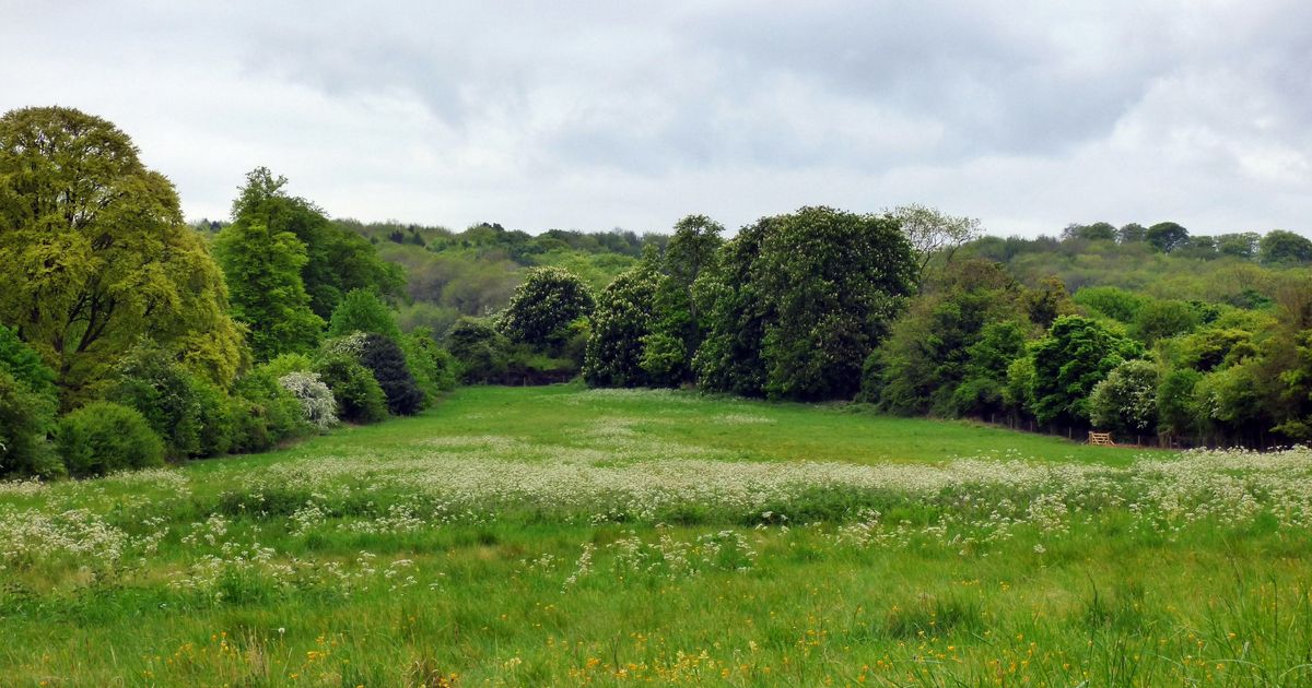 Wendover Woods and Buckland Circular Walk - Chilterns