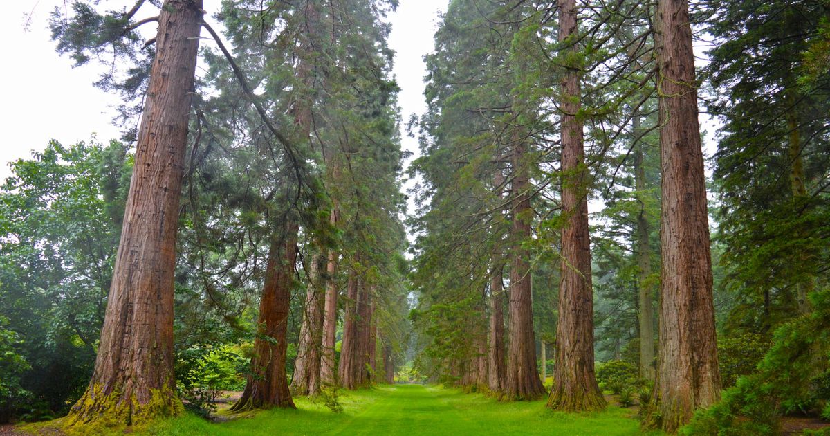 Big Tree Walk - Benmore Botanic Garden