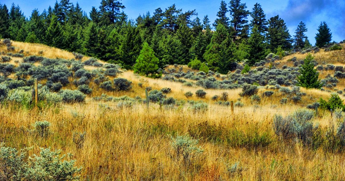 Lac du Bois Hike | Lovely 10.3km Trail Near Kamloops, BC