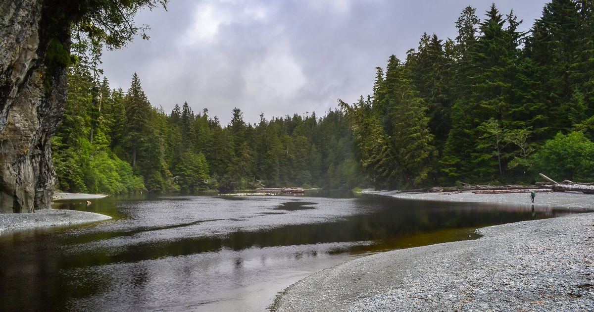Chemainus River Estuary | A Fun Hike with Birdwatching