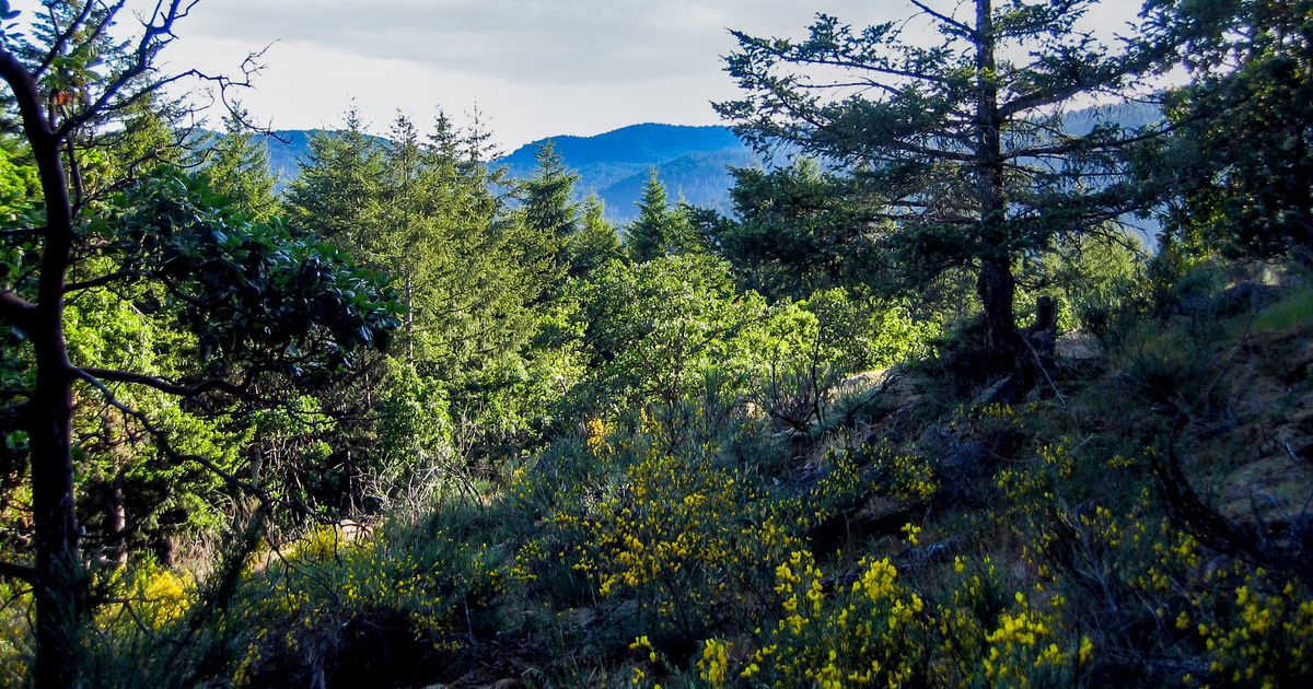 Mount Finlayson Loop Hike- Goldstream Provincial Park, BC