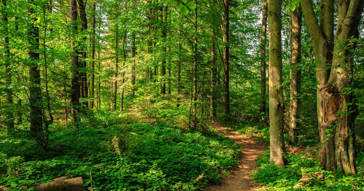 Pretty River Loop Trail - Explore the Niagara Escarpment