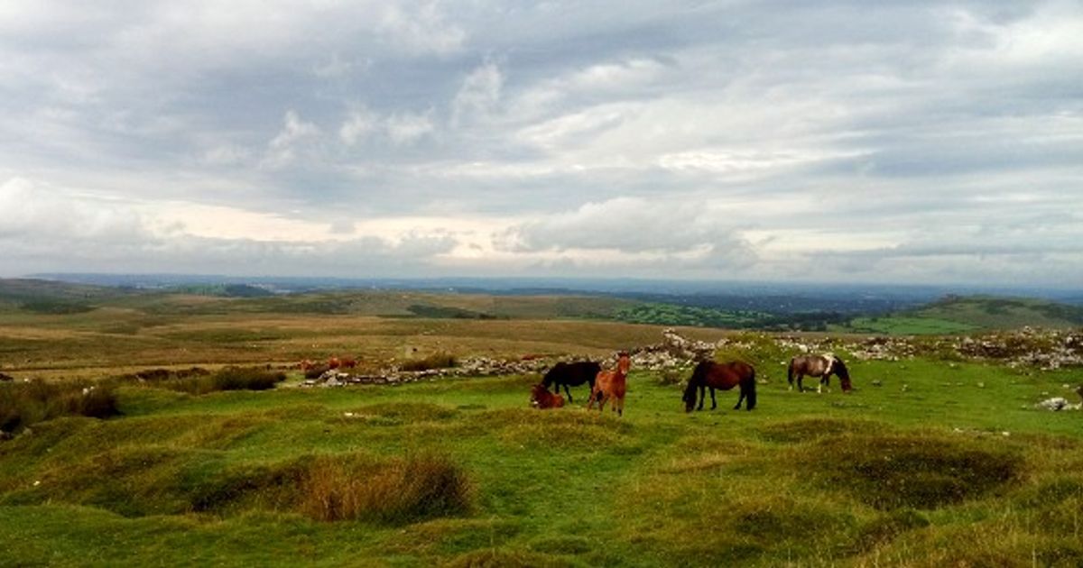 Experience the Walking Trails of Dartmoor National Park