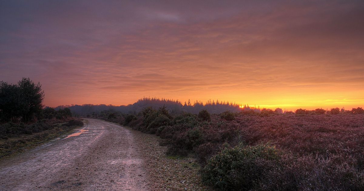 Frogham to Fritham Walk - Out-and-back Trail in New Forest