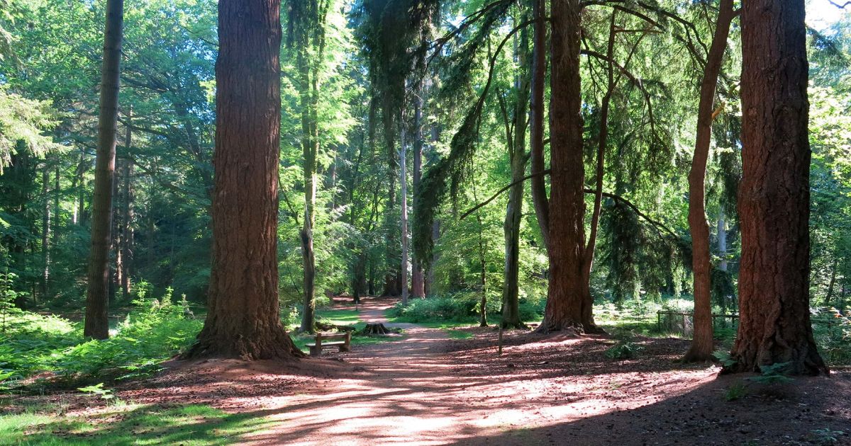 Tall Trees Arboretum Walk | New Forest Park Highlights