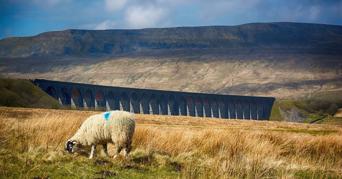 Ribblehead Walk | Scenic Views of the Ribblehead Viaduct