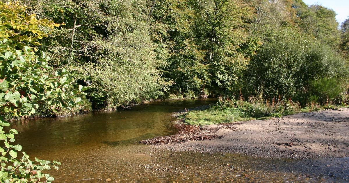 Plymbridge Circular Walk | A Lovely Forest Walk in Devon