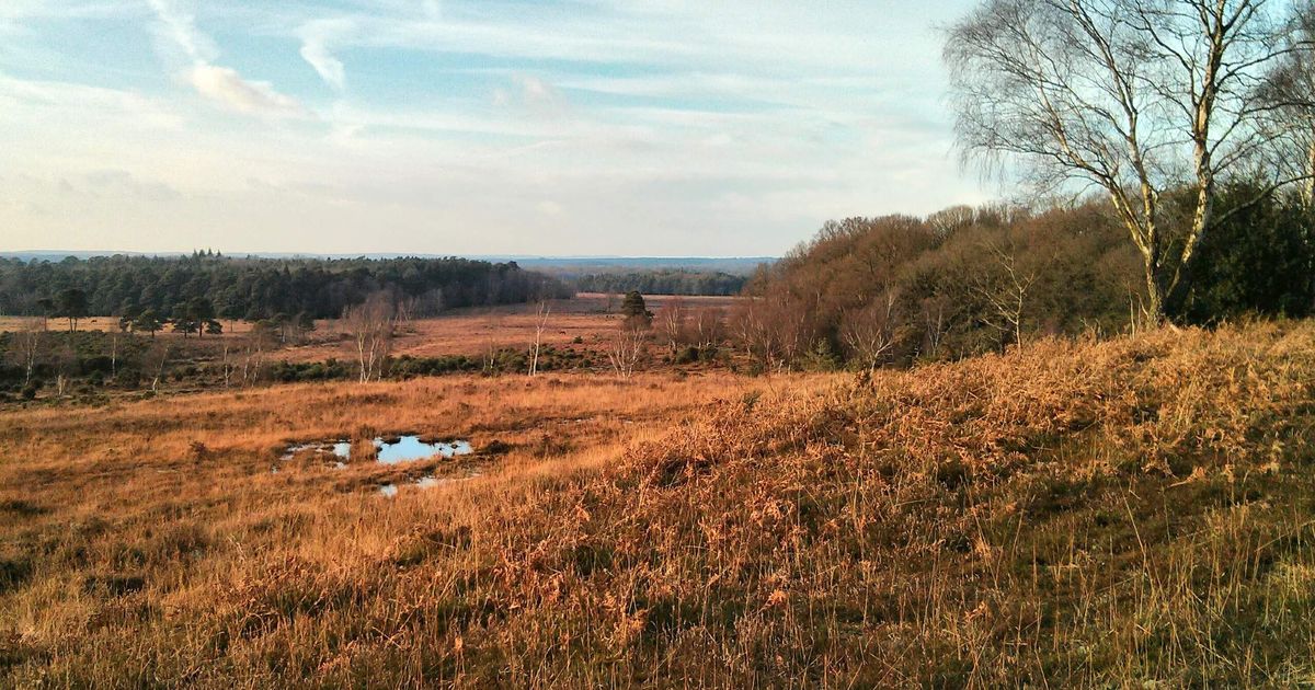 Dibden Inclosure Circular Walk - Short Adventure, New Forest