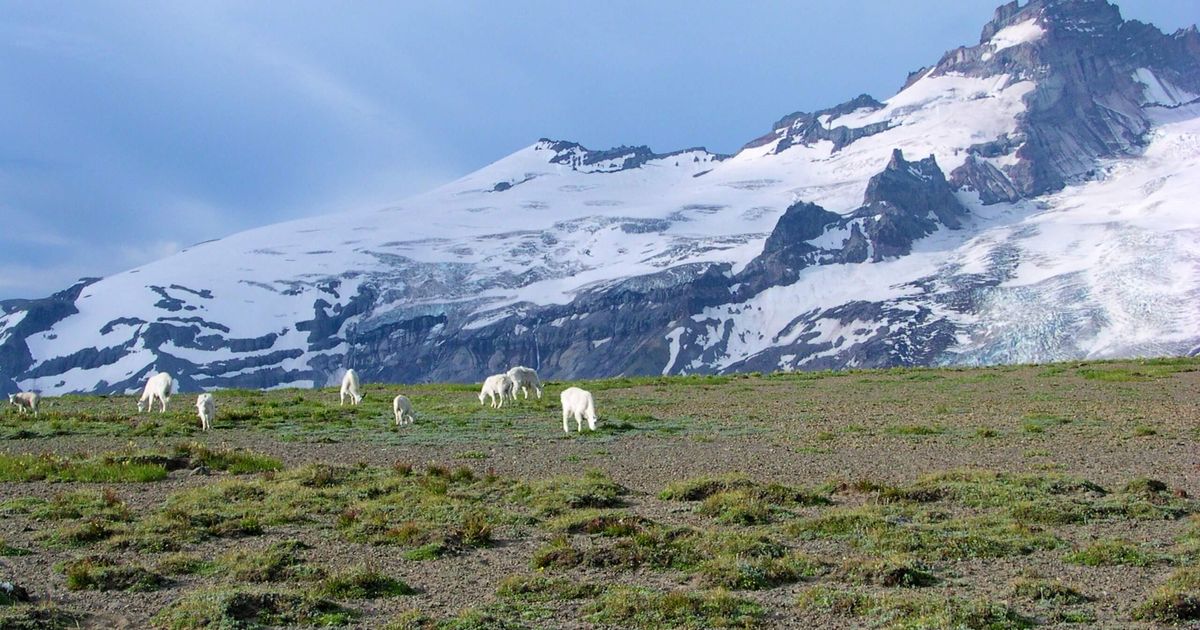 Route Guide- Burroughs Mountain Loop Via Glacier Basin Trail