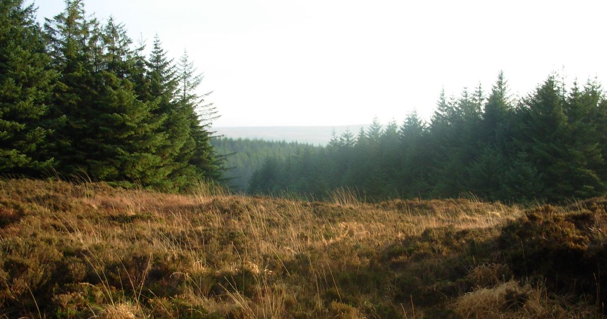 Breen Oakwood and Moyle Trail - Explore Northern Ireland