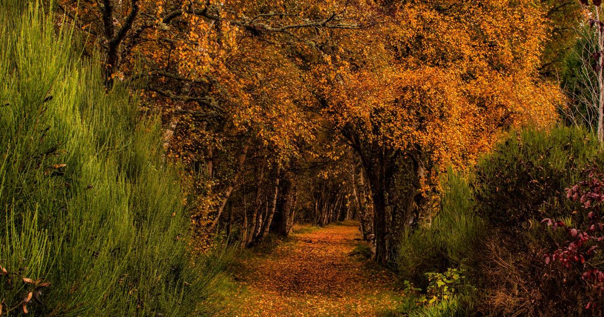 Dava Way: Grantown on Spey to Dava | The First Stage