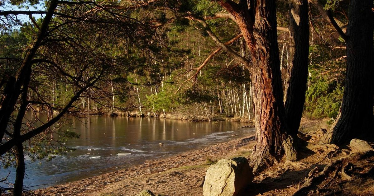 Loch Garten and Garten Woods Circular Walk - Abernethy, UK