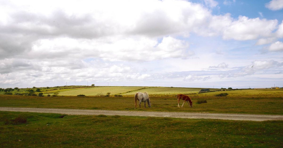 Bodmin Moor and Cheesewring Walk | A Tough Walk in Cornwall