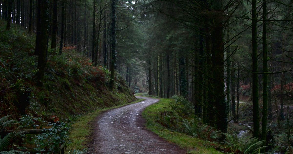 Cardinham Woods and Lady Vale Walk | Explore Cornwall, UK