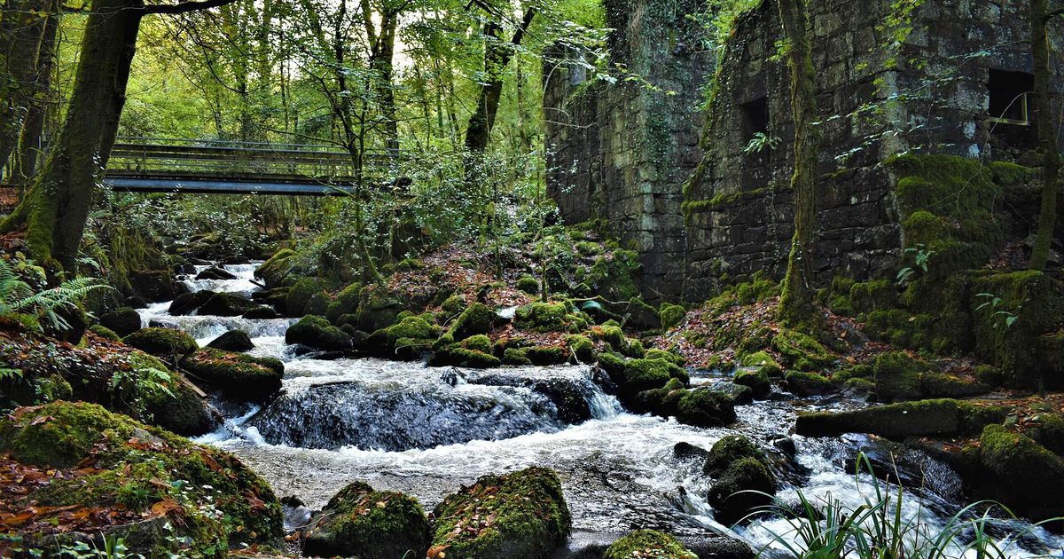 Kennall Vale Walk - A Tranquil Woodland Walk Under 3km