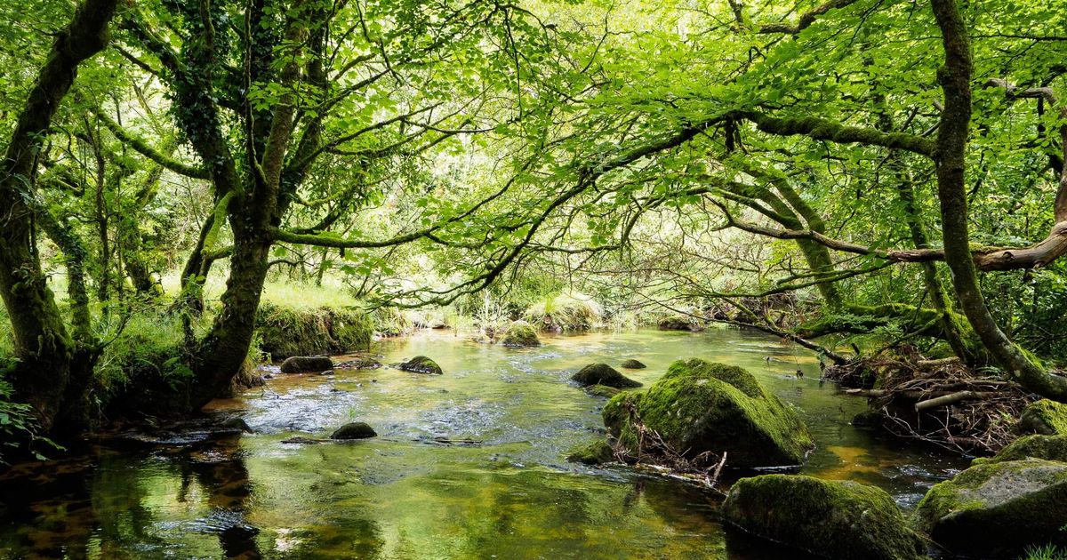 Golitha Falls and Siblyback Lake Walk | Golitha Falls NNR