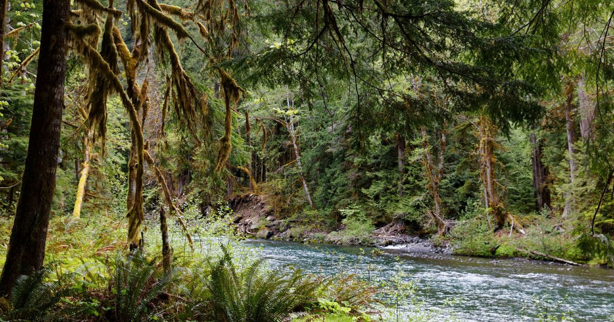 2.1-Mile Staircase Rapids Hike in Olympic National Park