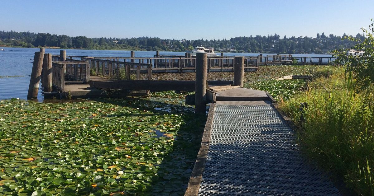 Walking the Washington Park Arboretum near Seattle
