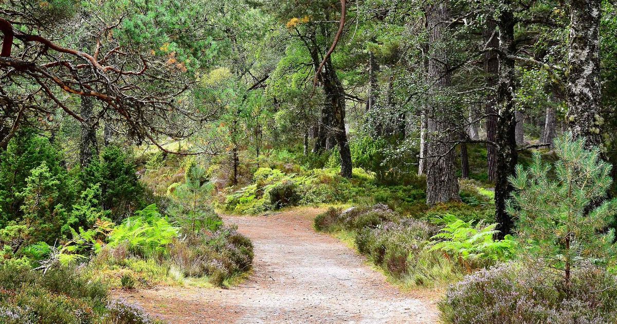 Rothiemurchus Forest Circular Walk | Cairngorms, NP
