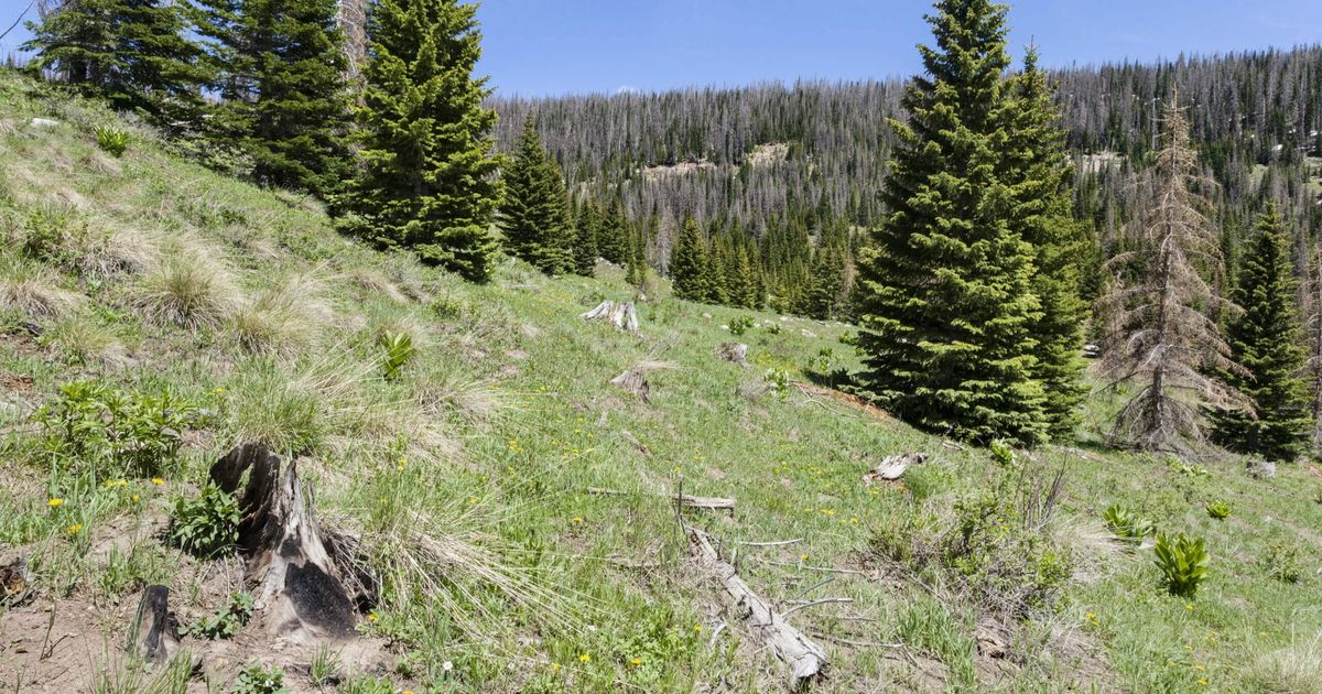 Cave Basin Trail | Views Overlooking Dollar Lake