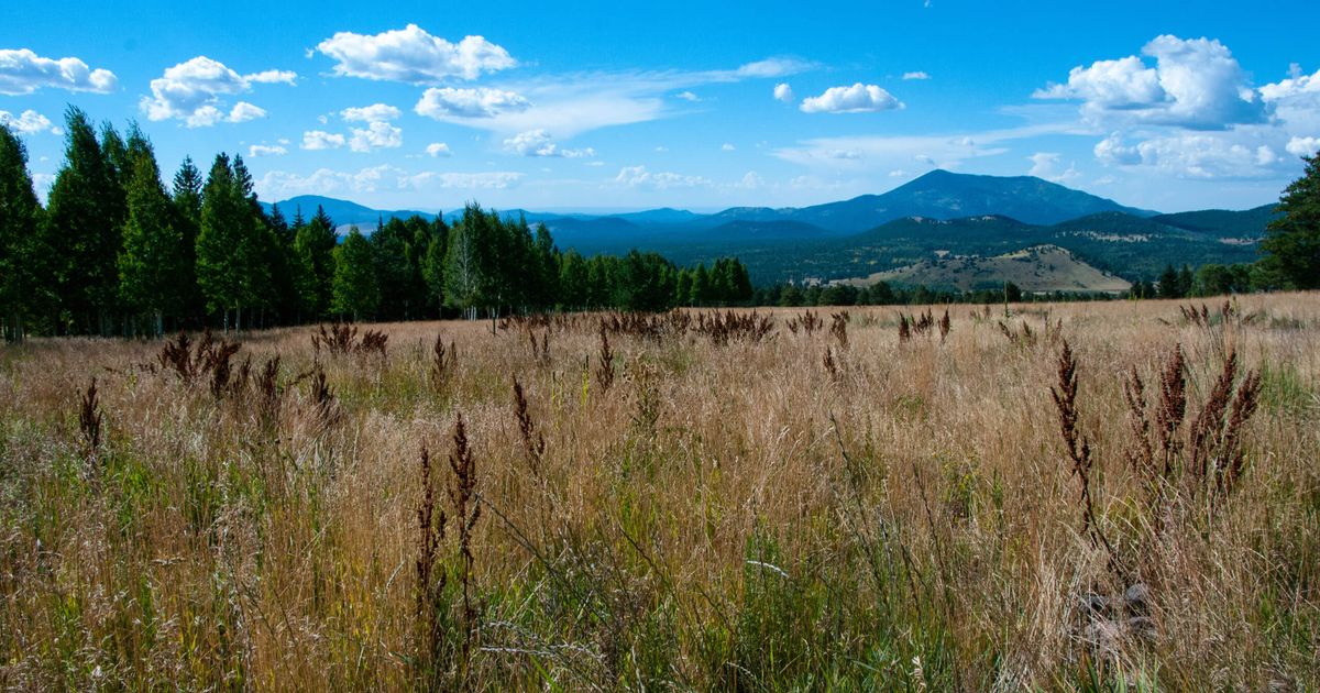 Aspen Nature Loop | Perfect Fall Hike in Flagstaff, AZ