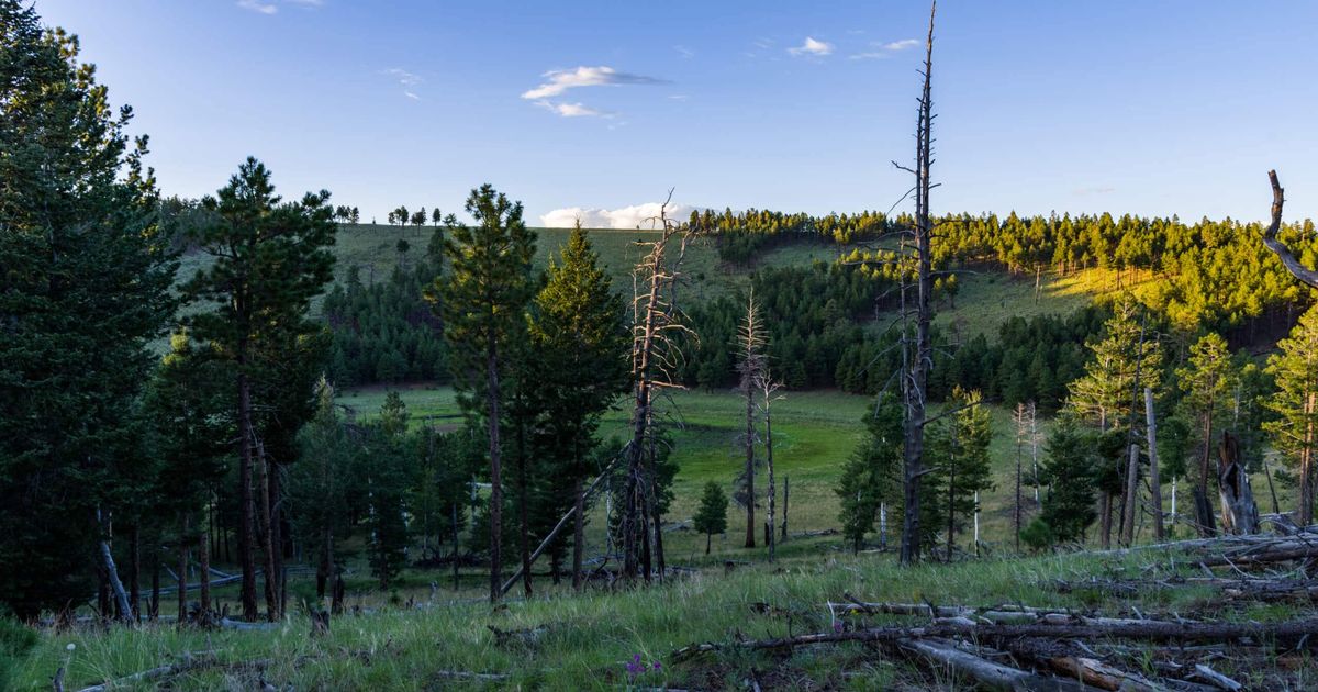 Walker Lake Trail | Lake Hike in Coconino National Forest