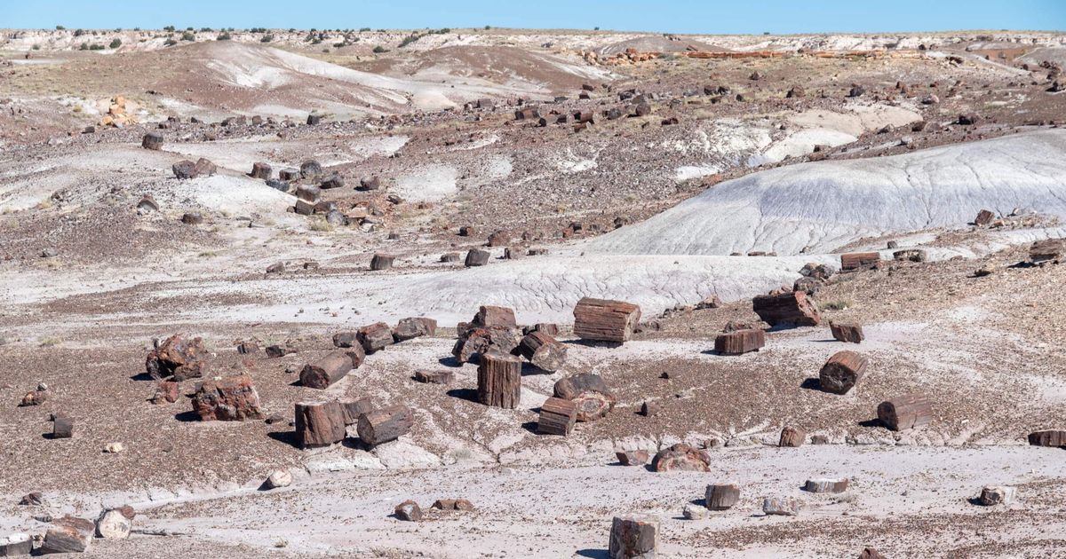 Crystal Forest Trail in Petrified Forest National Park