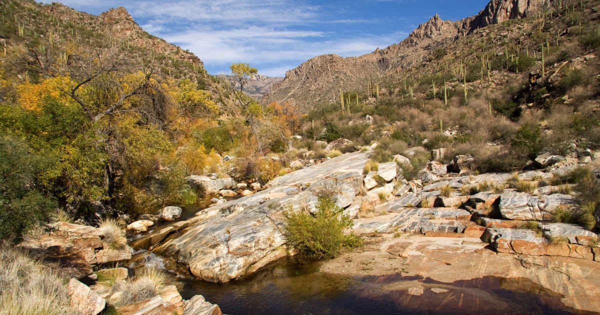 Are Dogs Allowed At Sabino Canyon
