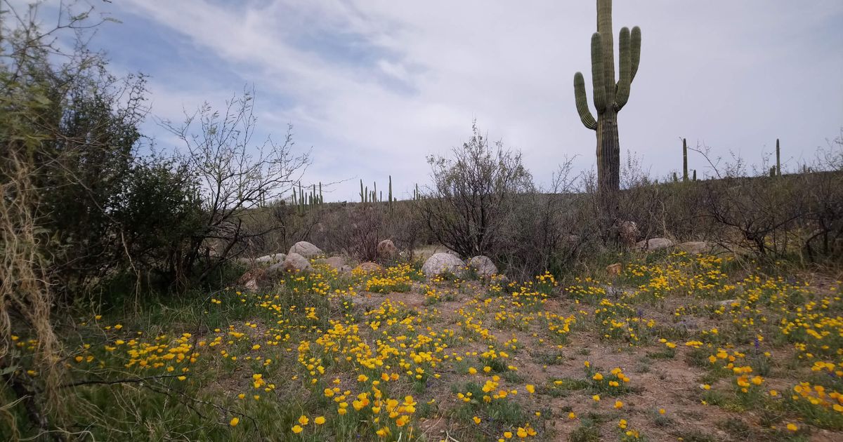 Hiking the Sutherland Trail from Catalina State Park, Tucson