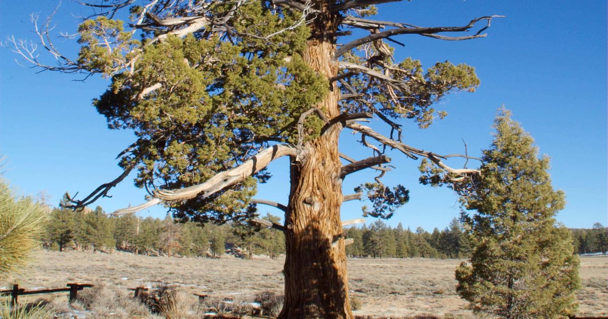 The Holcomb Valley Campground Hike | San Bernardino NF
