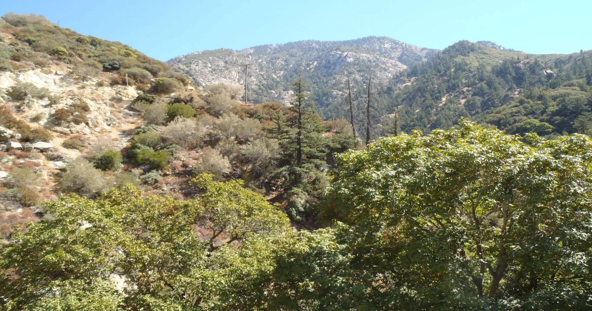 Old Mount Baldy Trail | Stunning Summit Hike in California