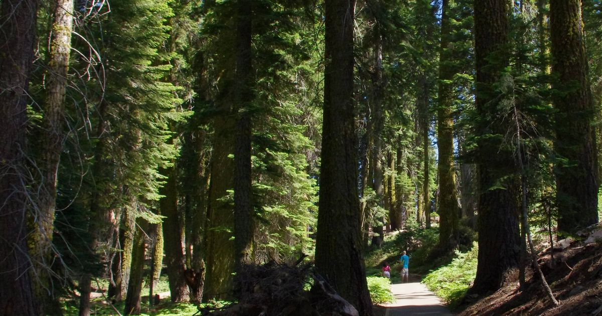 Giant Forest Loop Trail | Explore the Sequoia National Park