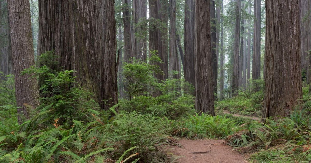 Boy Scout Tree Trail | Explore Northern California