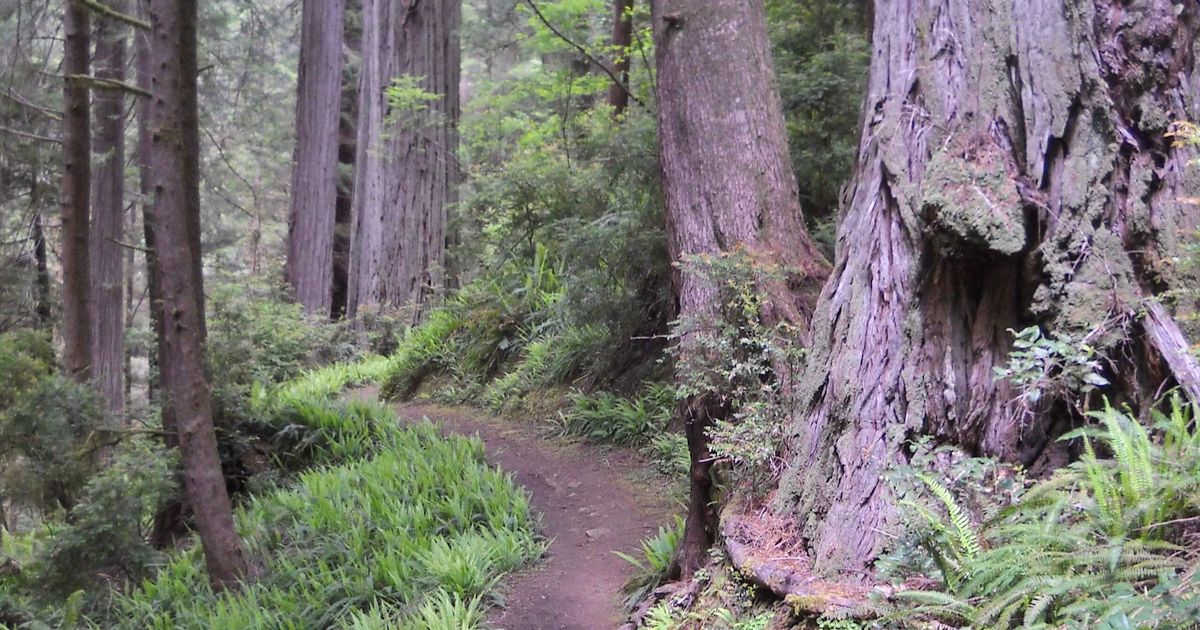 Miner’s Ridge and Clintonia Loop | Explore the Redwoods | 10Adventures