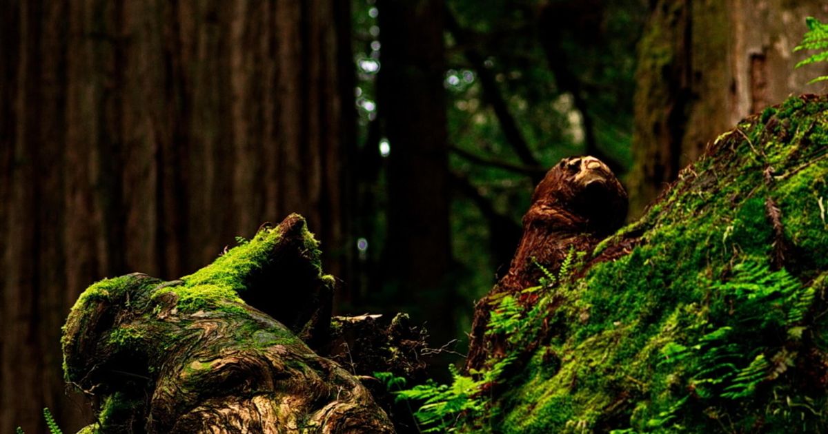 Simpson-Reed Trail | Jedediah Smith Redwood State Park