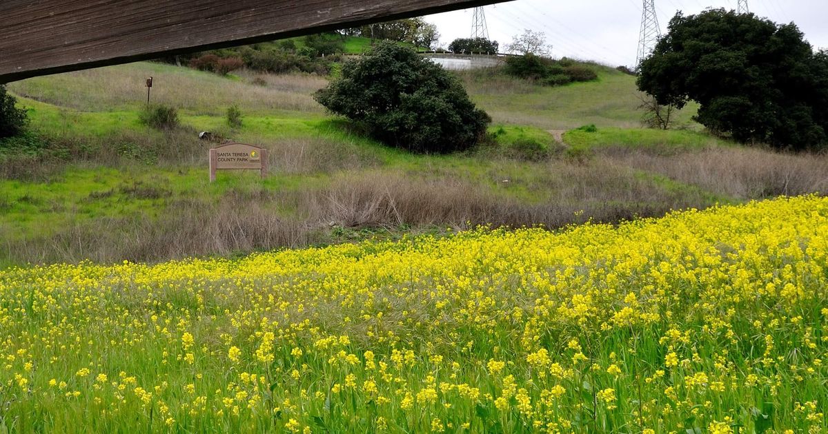 Coyote Peak and Ridge Trail Loop | Hike the Bay Area